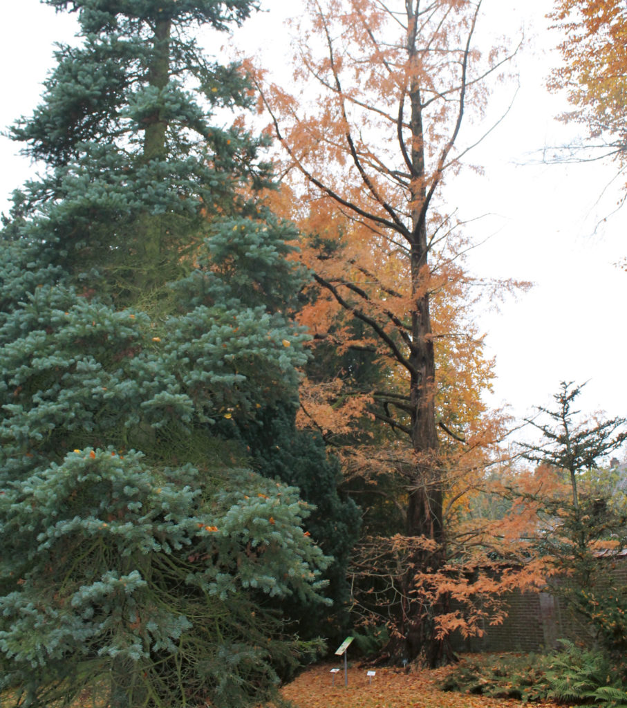 Tuin en Landschap Editie 25/26: Bijzondere arboreta