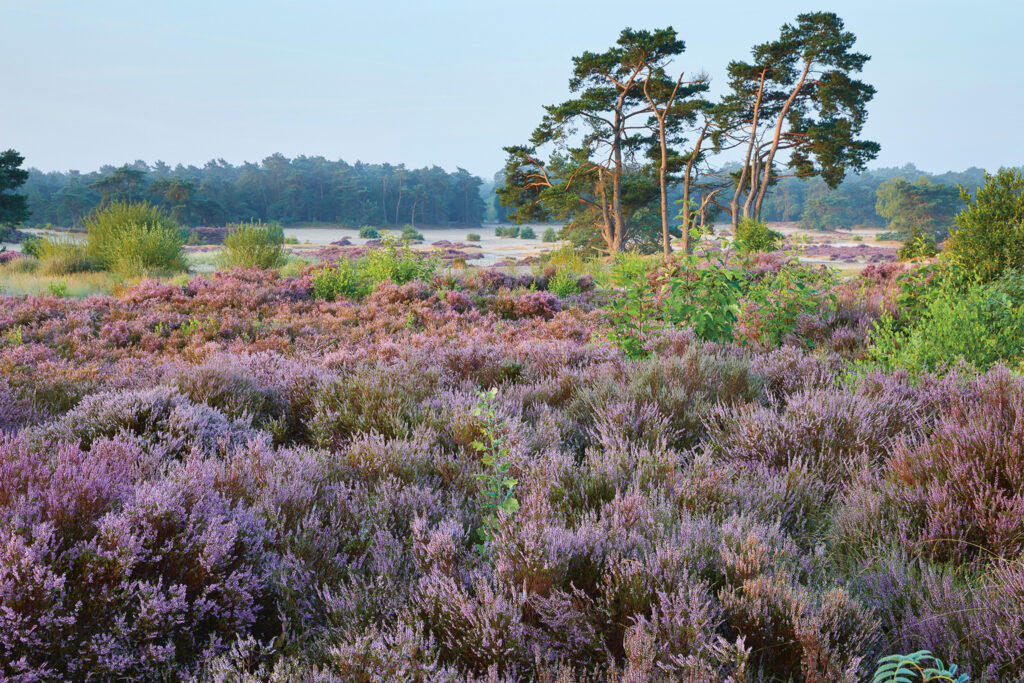 Tuin en Landschap 13: Special Groen onderwijs