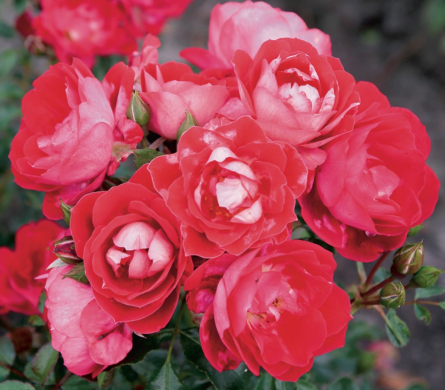 Tuin en Landschap 3: Meelfabriektuin Leiden