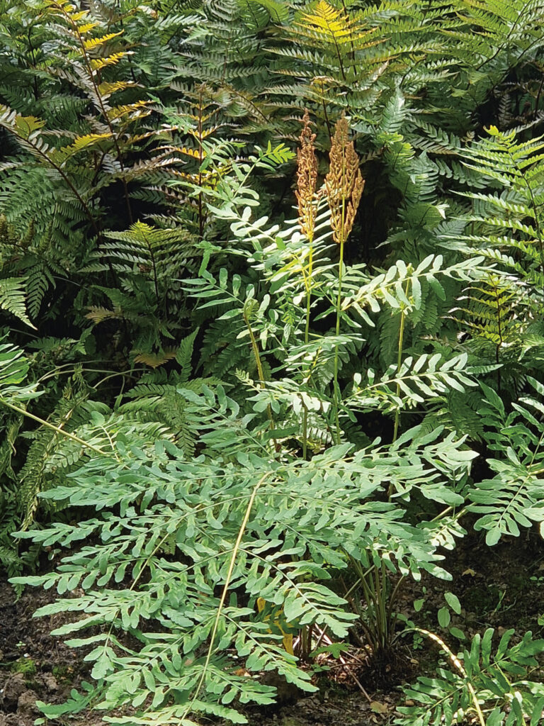 Tuin en Landschap 21: Fern Craze herleeft in Varenvallei